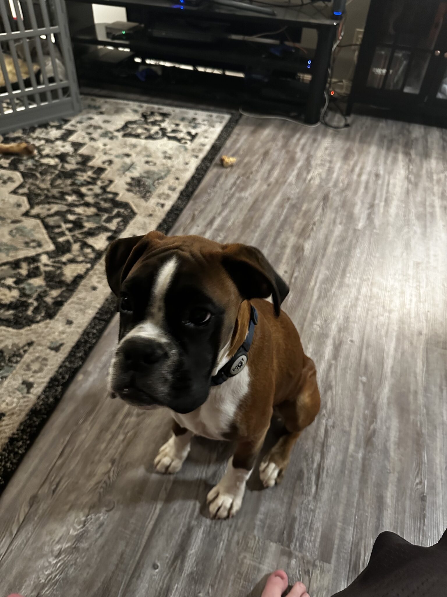 Upcoming Litter: Reserve a Puppy from Nalla and Rocky’s Litter ...
