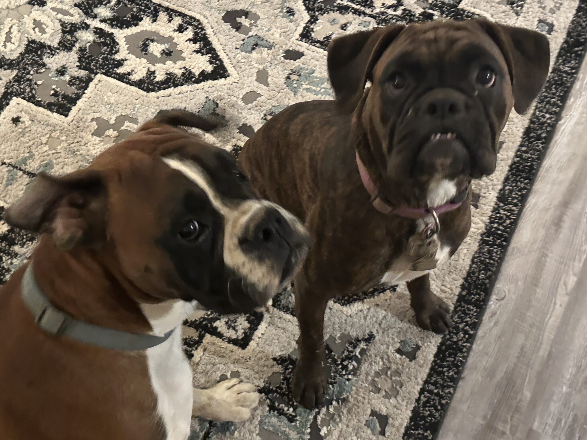 Upcoming Litter: Reserve a Puppy from Nalla and Rocky’s Litter ...